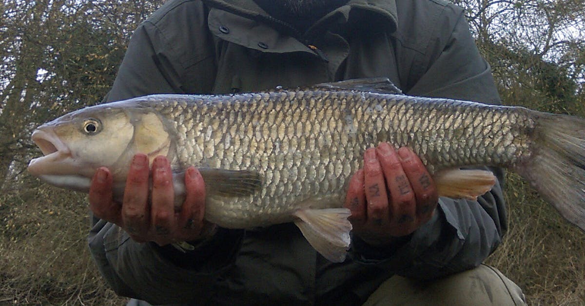 ‘Bait and wait’ approach fools River Kennet chub | Angling Times