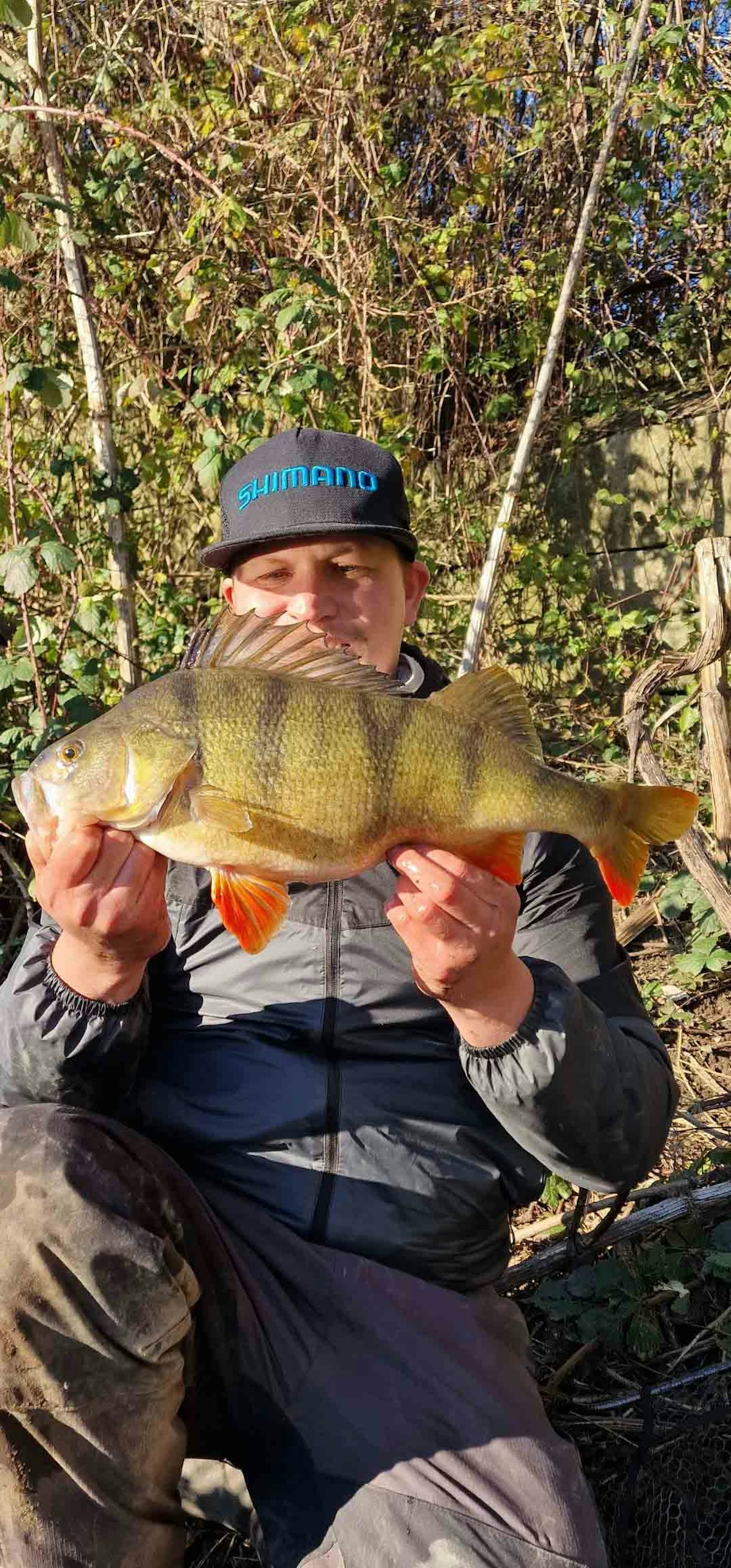 HUGE perch from Northern river | Angling Times