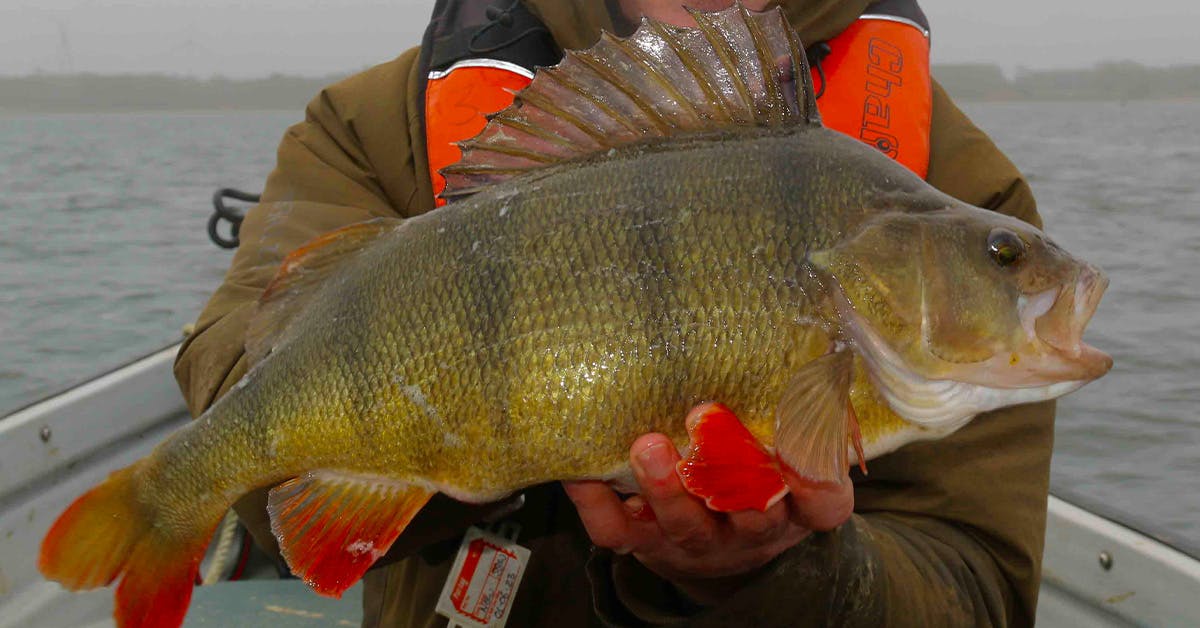 Reservoir stripey gives captor the runaround | Angling Times