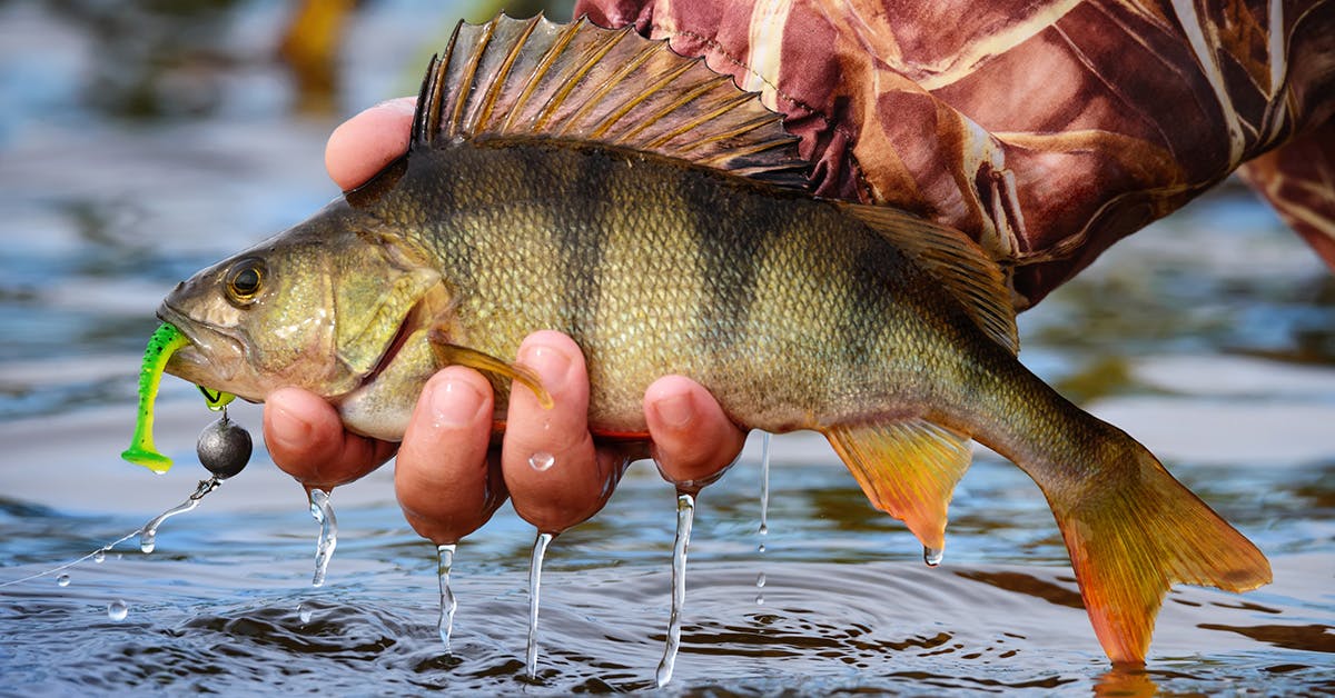 10 Great canal stretches for lure fishing | Angling Times