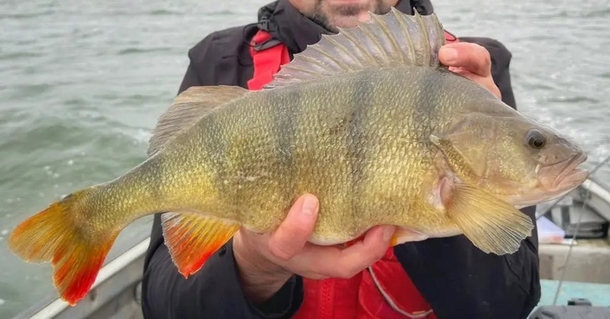 Grafham continues its great specimen perch form | Angling Times