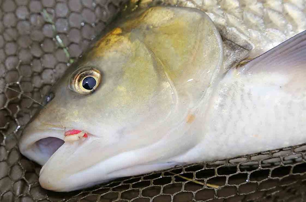 13 Great rivers for chub on the float | Angling Times