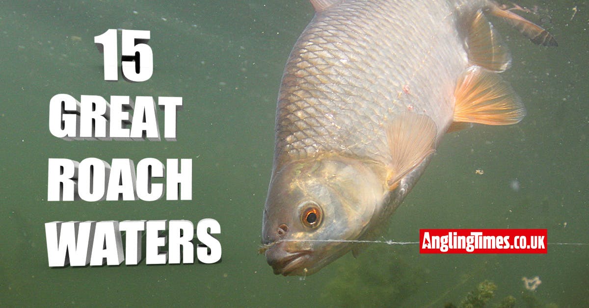 15 Awesome venues for roach fishing – including rivers, stillwaters and canals! | Angling Times