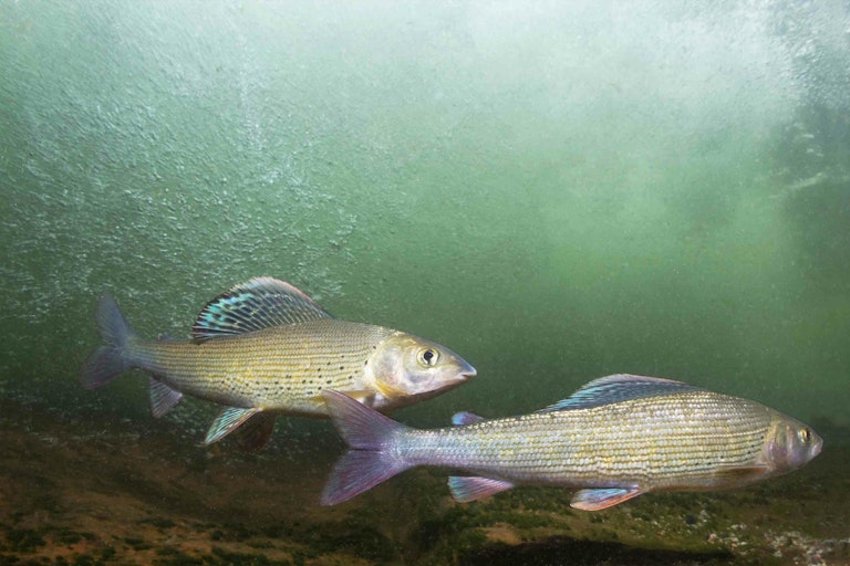 Fishing tips: how to catch a grayling
