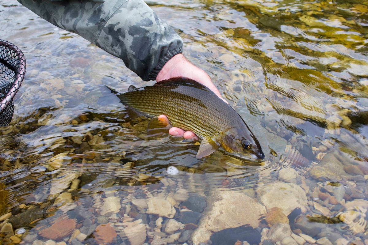 Where to fish for grayling | Angling Times