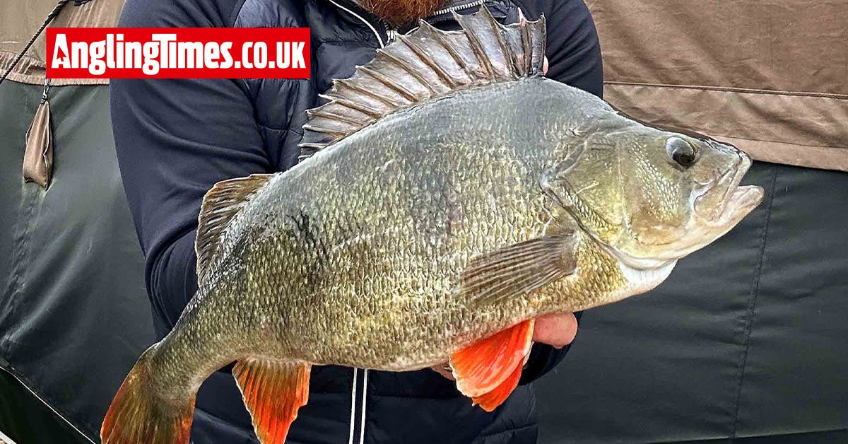 ‘Tank’ of a perch sets new best | Angling Times