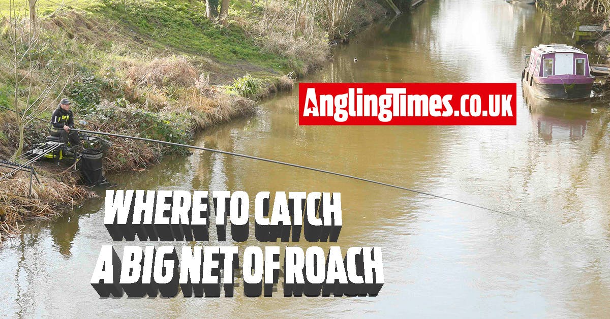 Rivers where you can catch a bumper net of roach | Angling Times