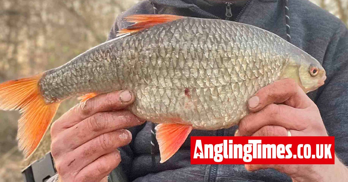 TINY river produces BIG roach | Angling Times