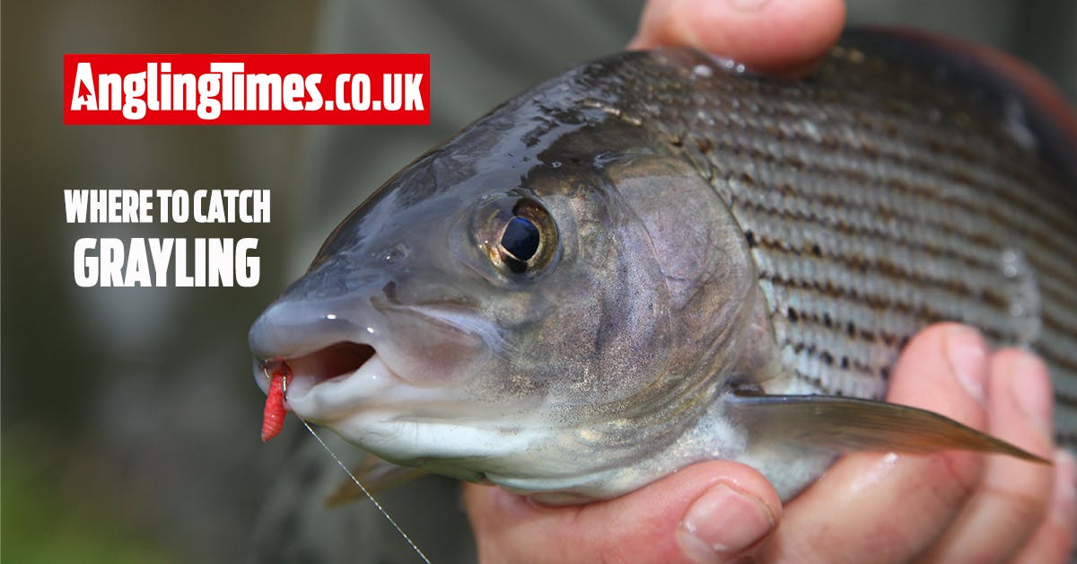 Where to fish for grayling | Angling Times