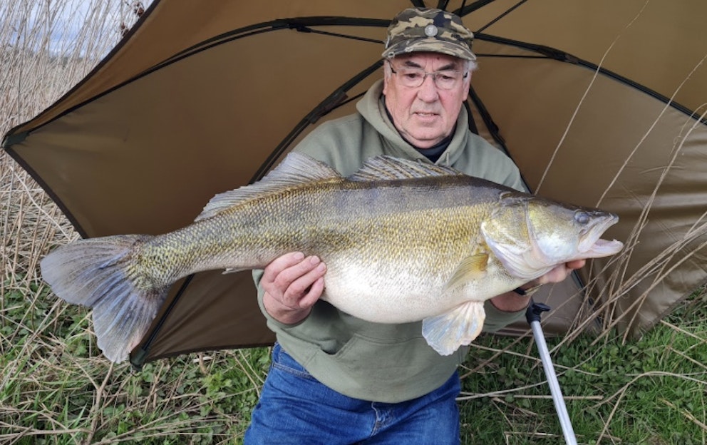 Britain’s third-biggest zander banked from the Trent near close of the ...