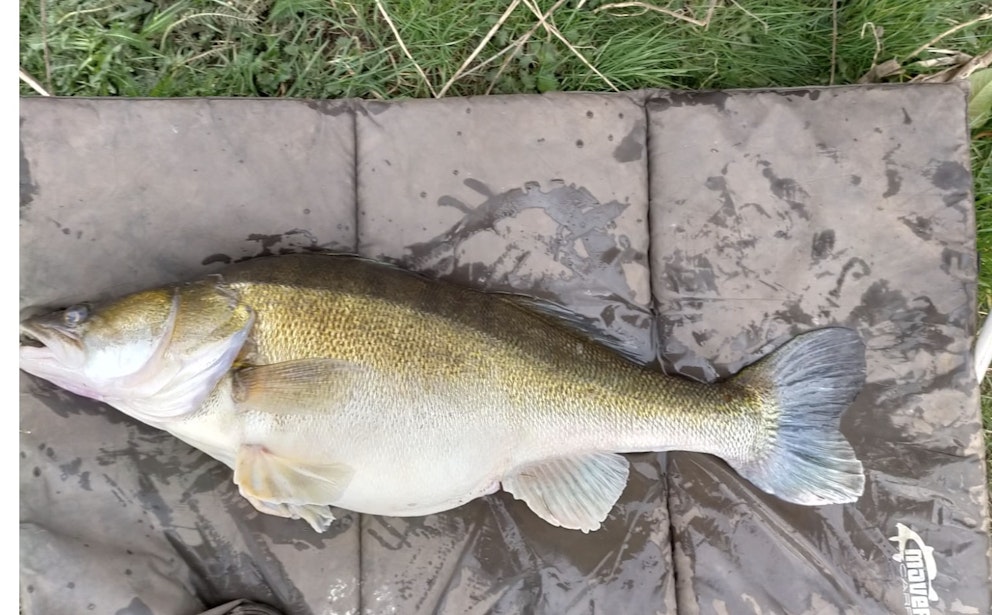 Britain’s third-biggest zander banked from the Trent near close of the ...