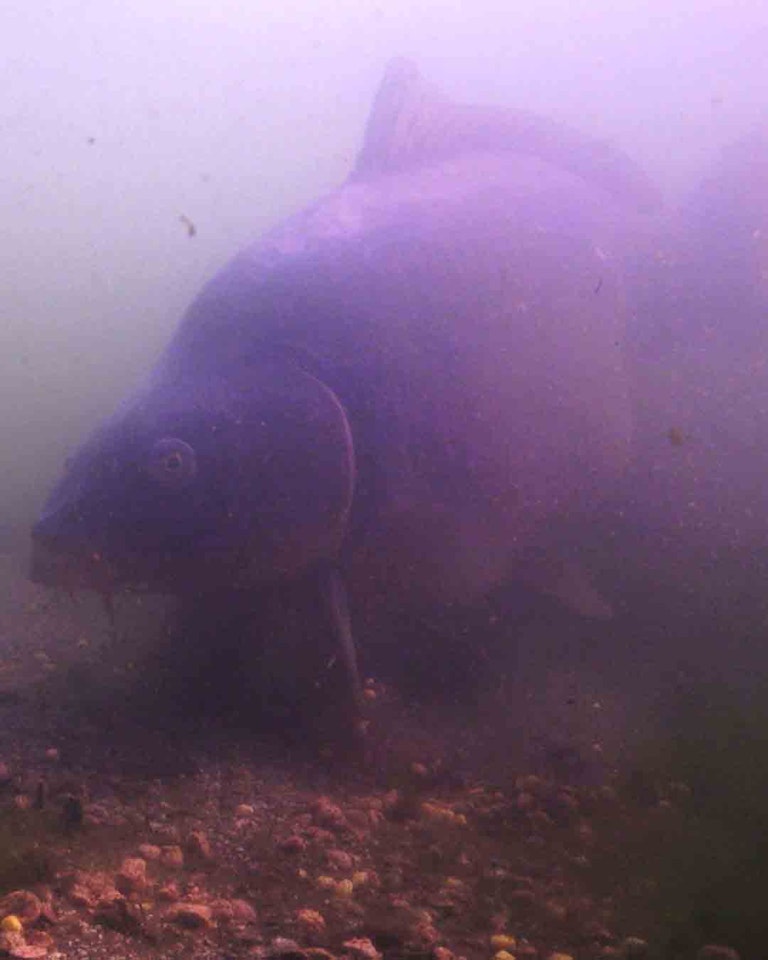 The key lessons from Korda underwater ‘Test Tapes’ with Tom Dove ...