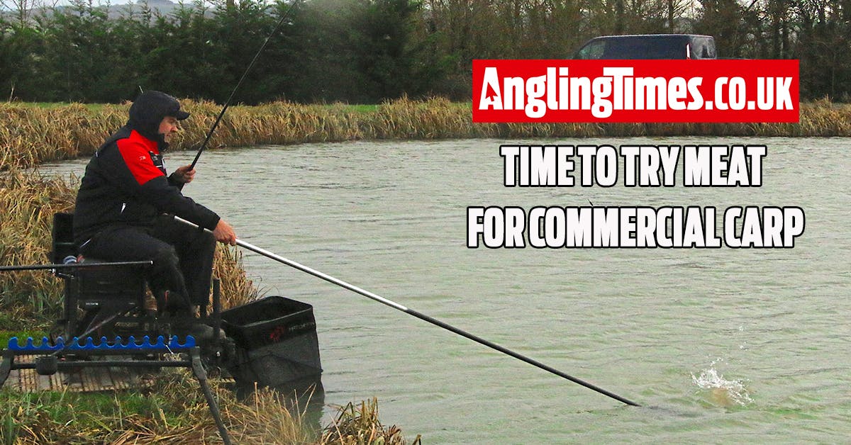 Get fishing with meat early for commercial carp – Pemb Wrighting ...