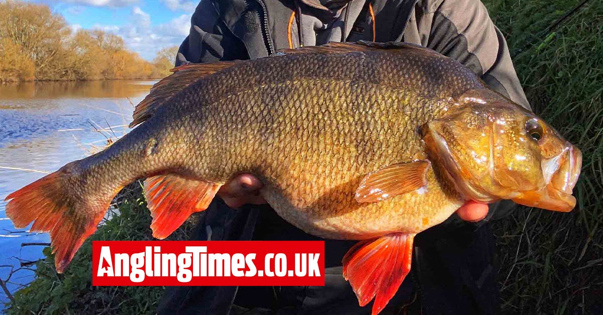 Short lunchtime session ends with GIANT PERCH! | Angling Times
