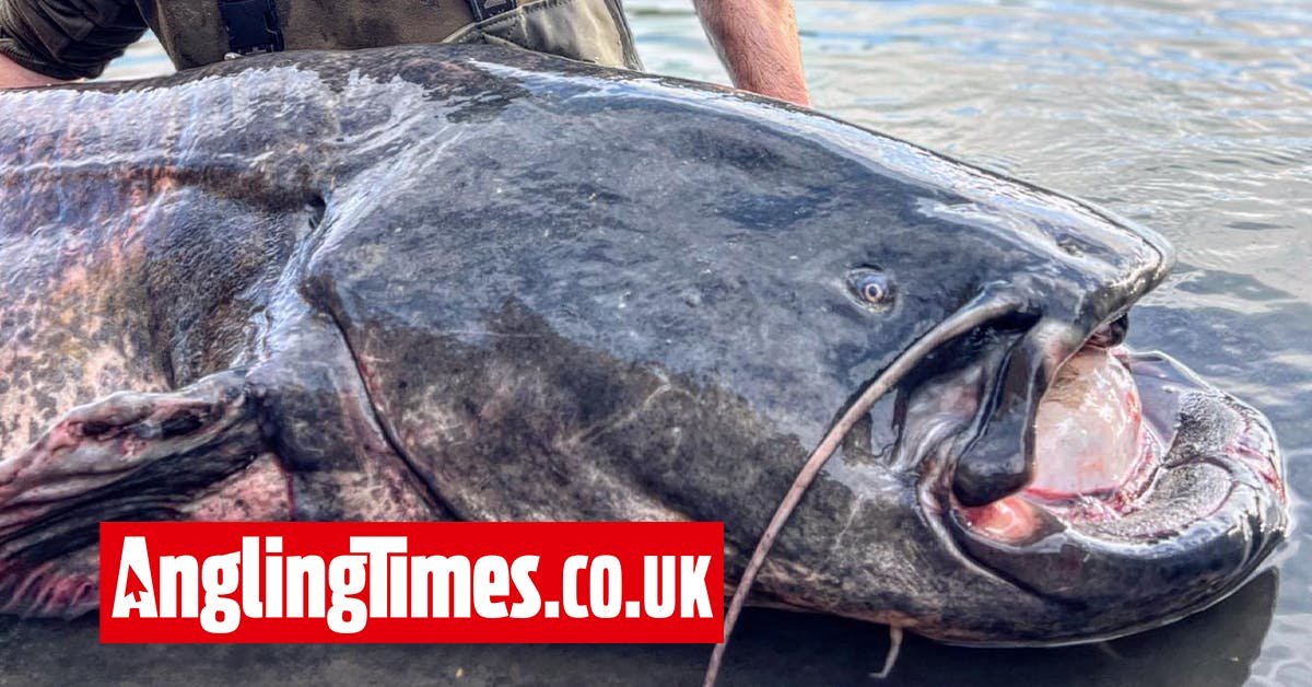 MONSTER catfish drags carp angler downriver for over an hour! | Angling ...