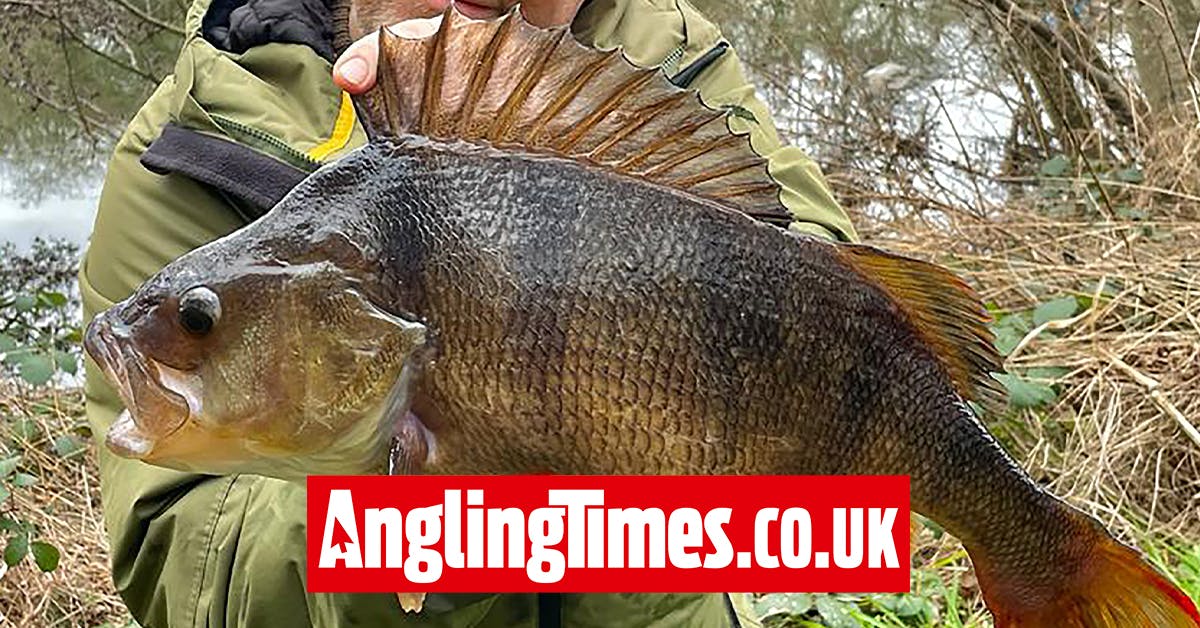 One of the biggest river perch ever landed in the UK | Angling Times