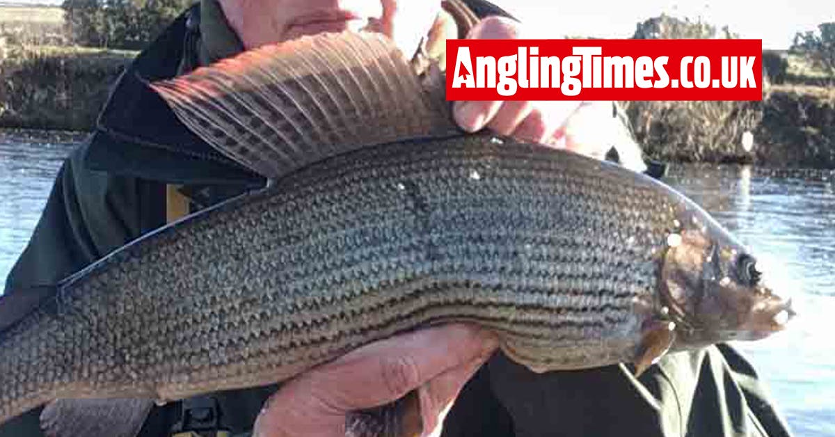 Scottish grayling is a ‘dream’ fish | Angling Times