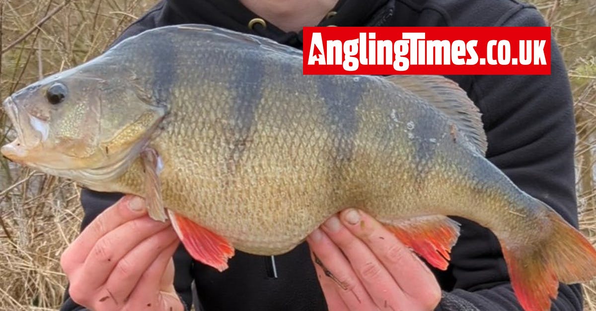 HUGE perch landed from Yorkshire river on ‘incredibly sensitive’ set-up ...
