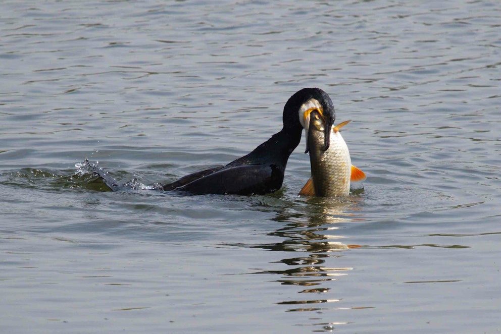 The law looks to be changing over cormorant control | Angling Times