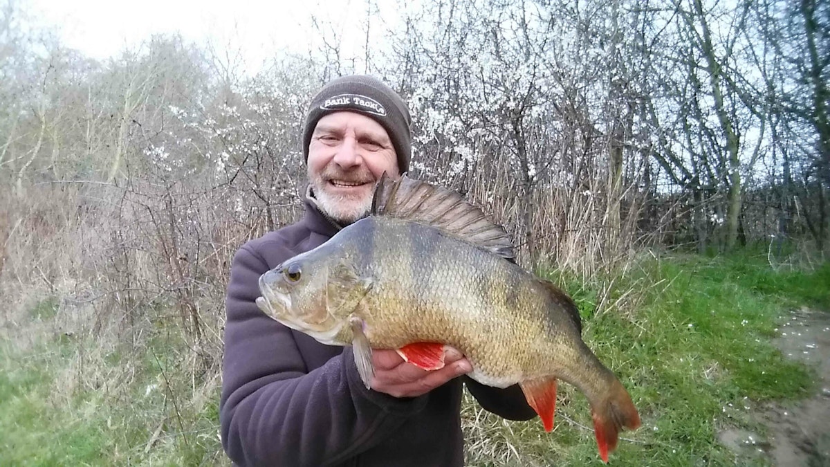 Giant canal perch takes prawn hookbait | Angling Times