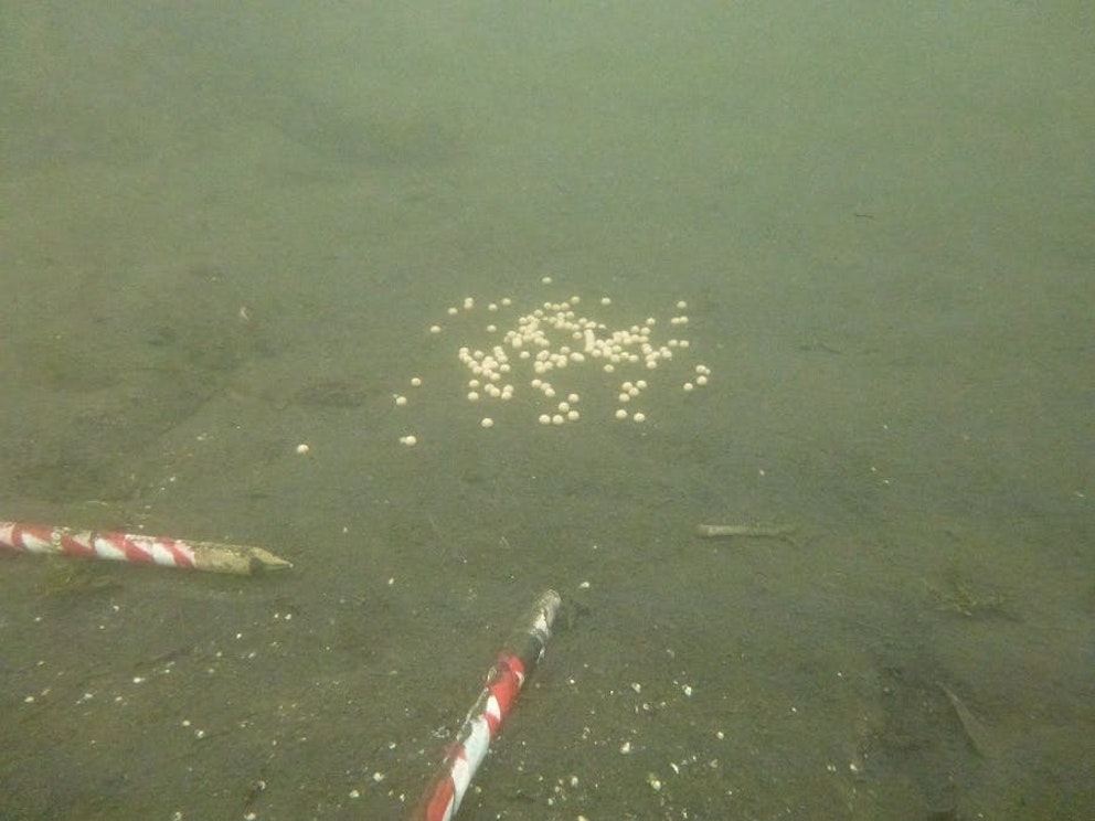 How to spod more accurately | Rob Hughes | Angling Times