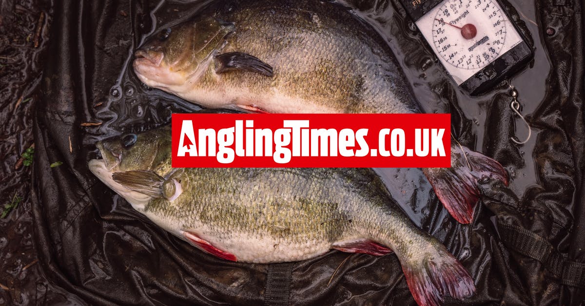 Incredible 10lb-plus brace of monster perch caught in the dark ...