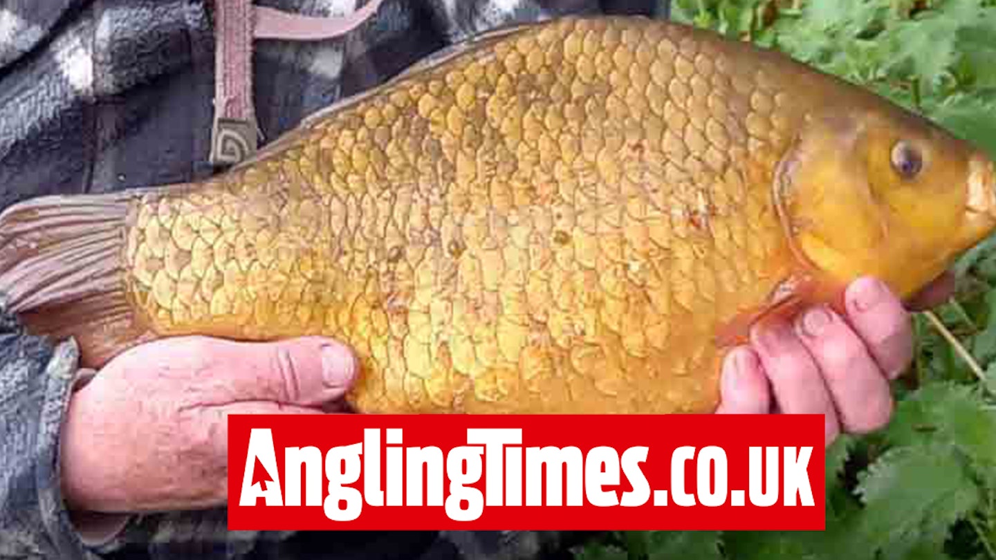 Huge crucian banked after feeder fishing change | Angling Times Huge crucian banked after feeder fishing change | Angling Times