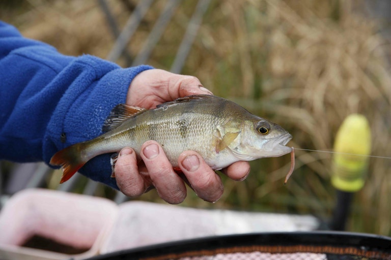 Tips to catch bigger canal fish – Jason Cunningham | Angling Times