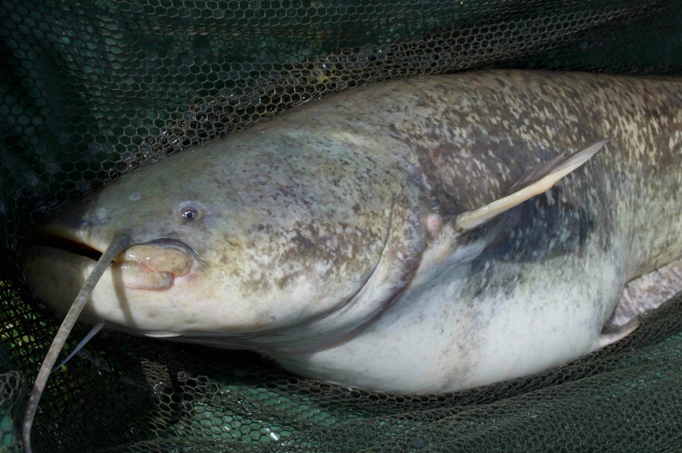 Target weight set for new catfish record | Angling Times