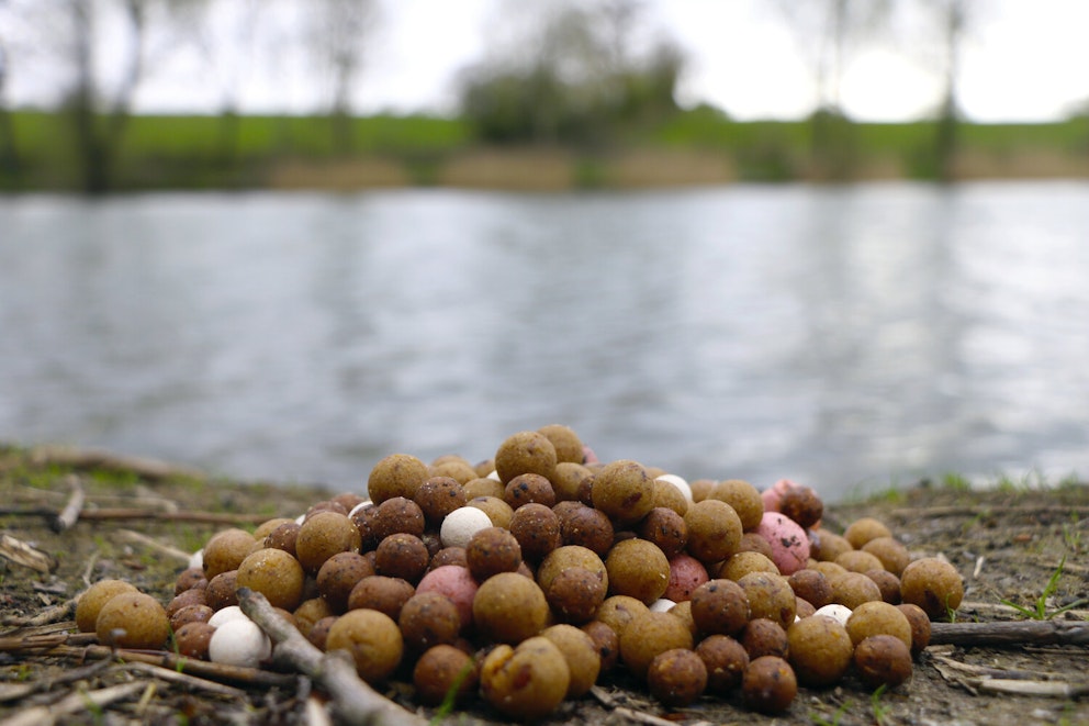 Choosing the correct boilie for carp fishing