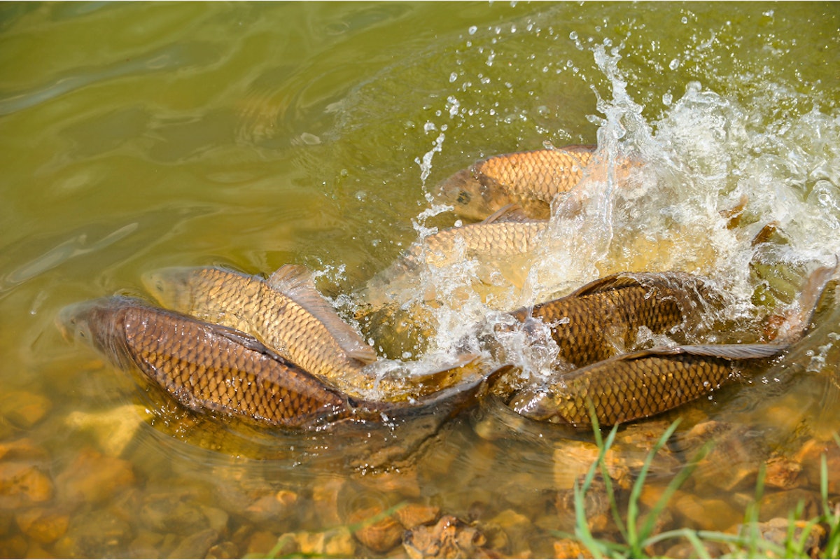 Fish Spawning Signs Every Angler Should Know