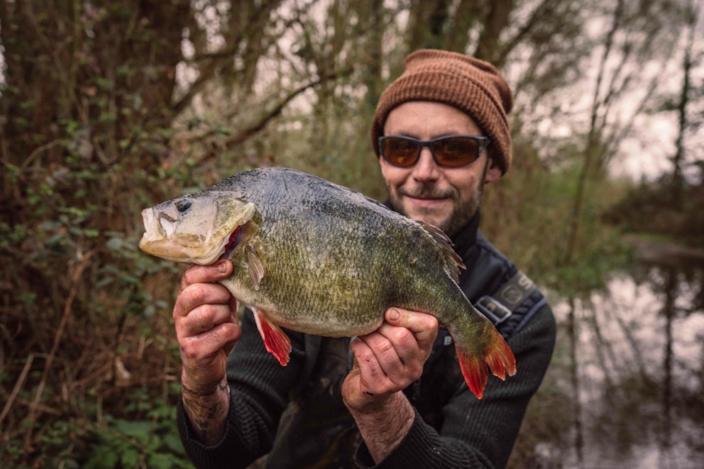 Incredible 10lb-plus brace of monster perch caught in the dark ...