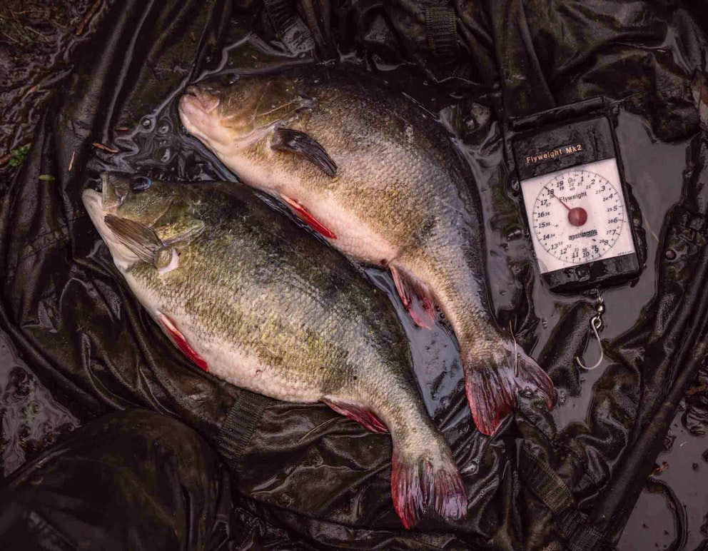 How to catch big perch on commercial fisheries | Angling Times