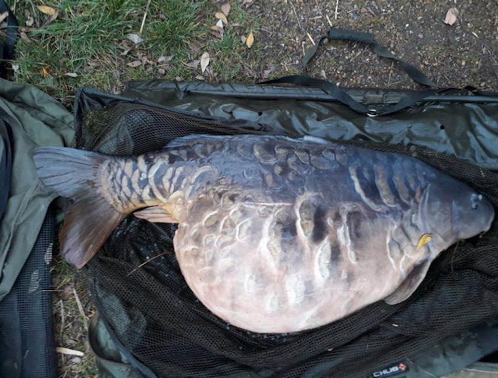 FISH SPAWNING – WHAT TO LOOK OUT FOR | Angling Times