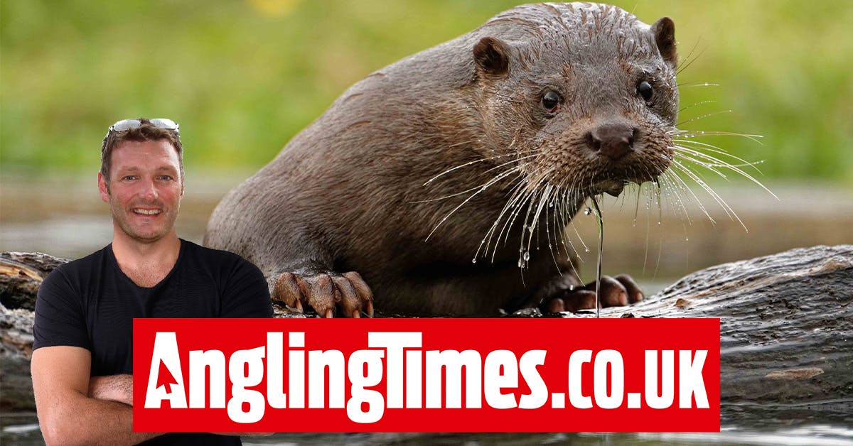 Rewilding gone wrong? – Rob Hughes | Angling Times