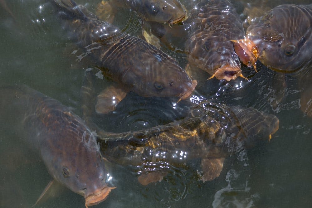 Hormones in carp fishing: Fact or fiction? | Angling Times