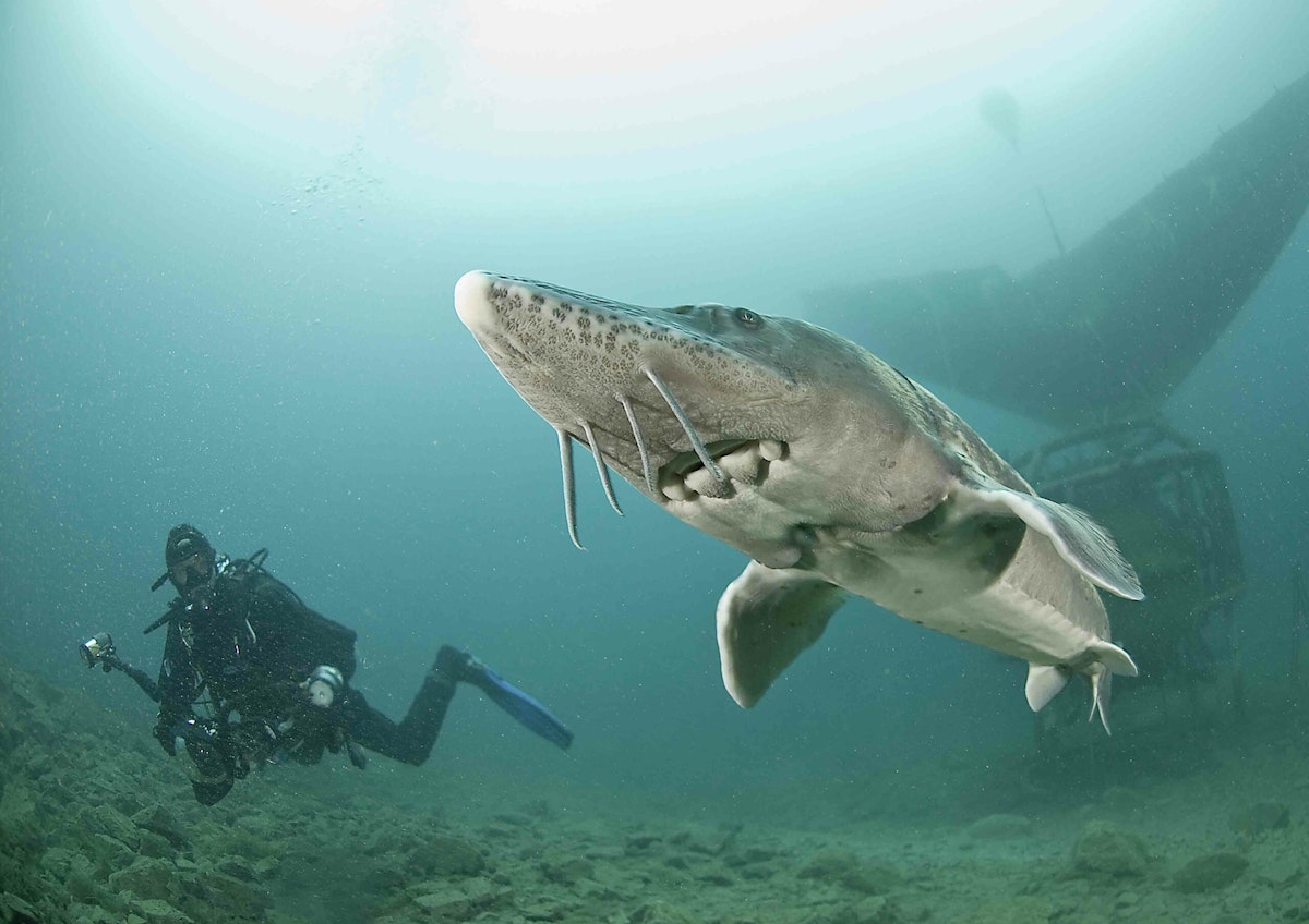 Britain to create ‘safe space’ for sturgeon | Angling Times