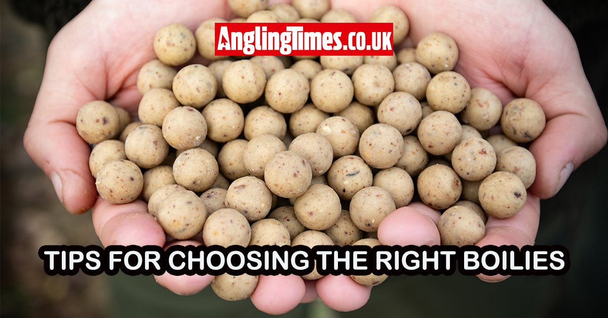 Choosing the correct boilie for carp fishing
