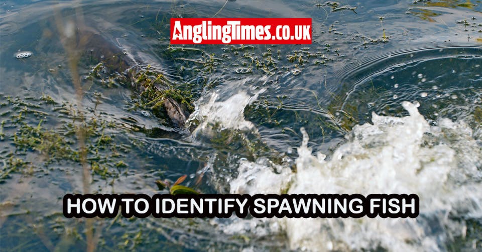 Fish Spawning Signs Every Angler Should Know
