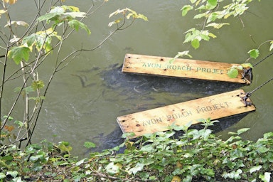 FISH SPAWNING – WHAT TO LOOK OUT FOR | Angling Times