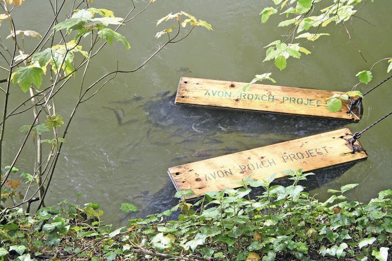 FISH SPAWNING – WHAT TO LOOK OUT FOR | Angling Times