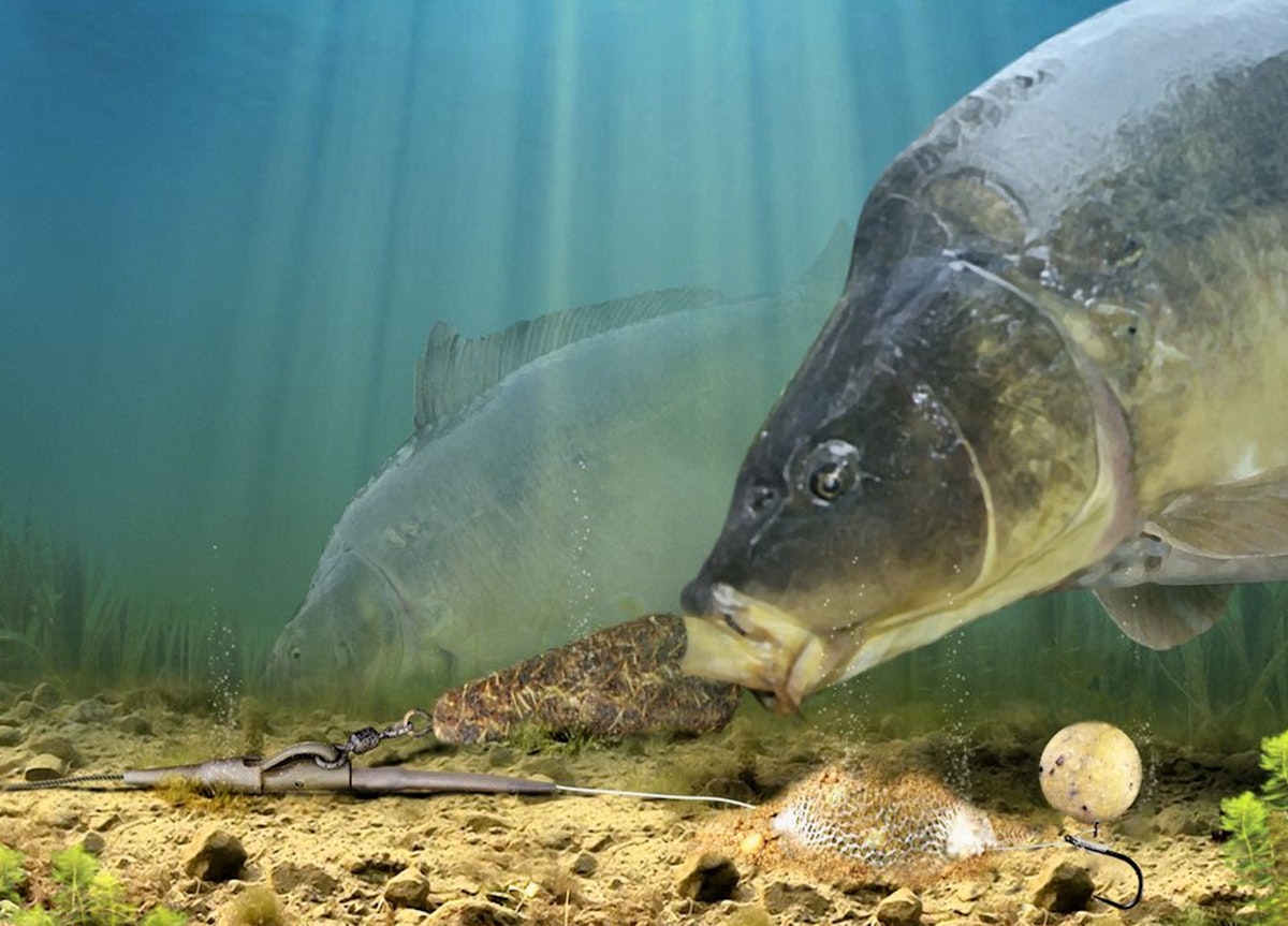 The only carp rigs you’ll ever need! | Angling Times