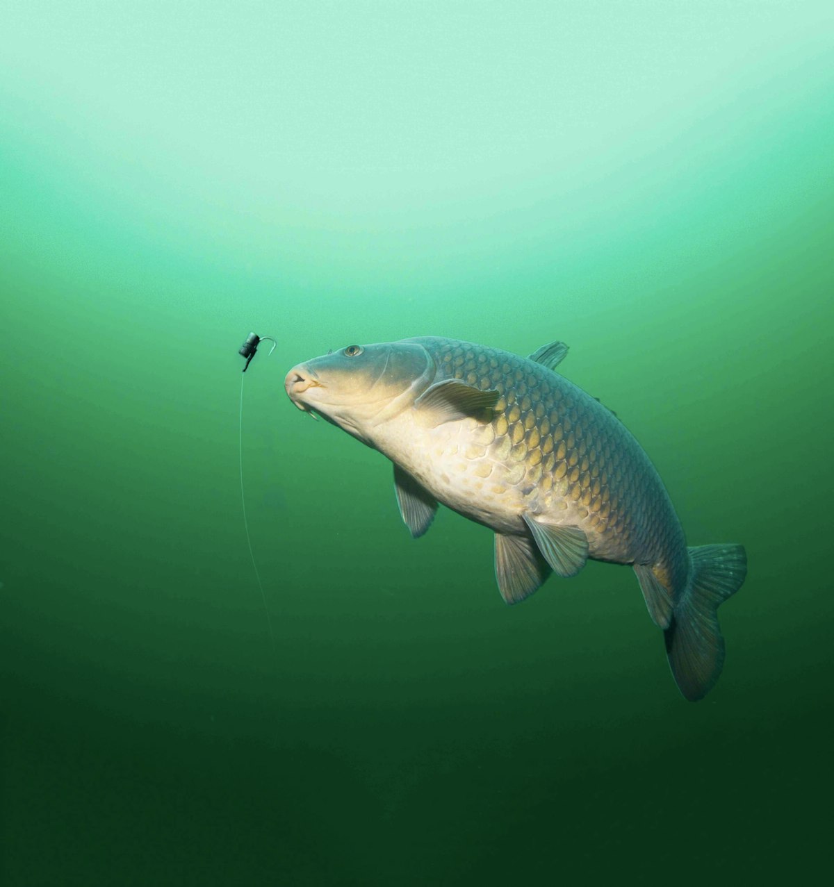 Carp fishing tips: Understanding air pressure | Angling Times