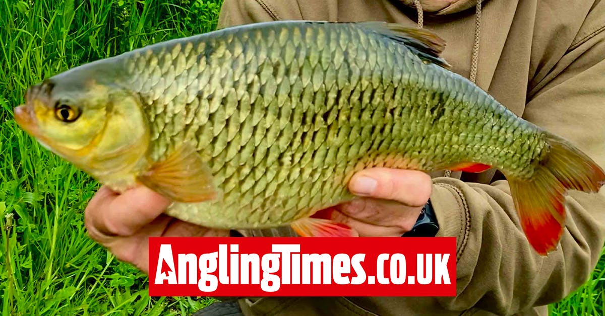 Massive Yorkshire rudd takes ‘boosted’ maggots | Angling Times