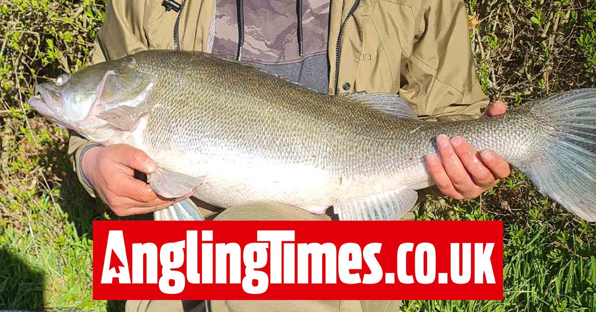 Britain’s biggest-ever canal zander landed | Angling Times