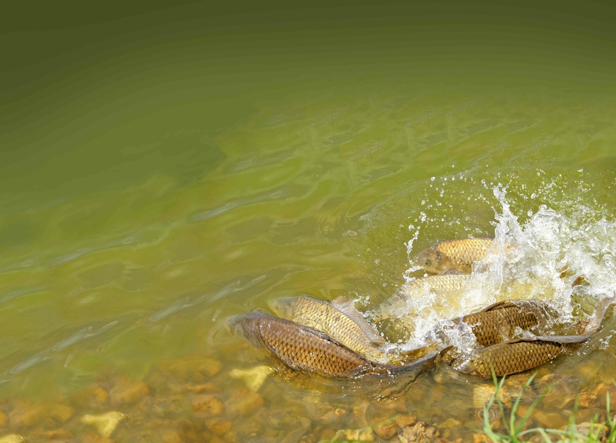 FISH SPAWNING – WHAT TO LOOK OUT FOR | Angling Times