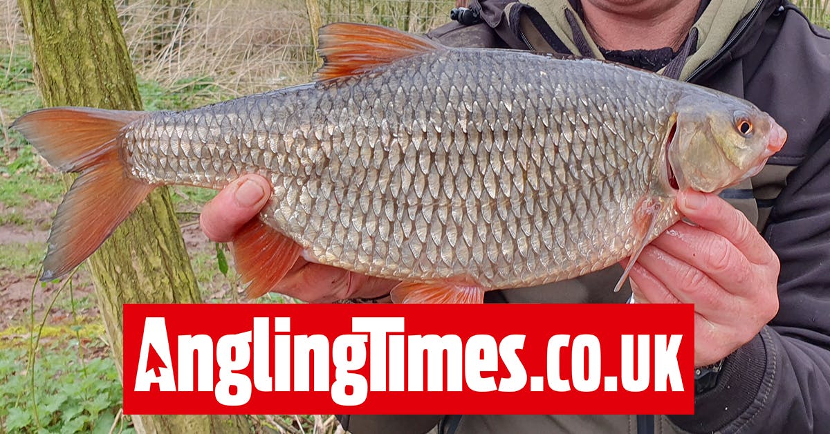Haul of 2lb roach topped by stunning ‘three’ | Angling Times