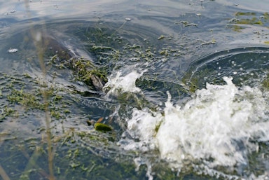 FISH SPAWNING – WHAT TO LOOK OUT FOR | Angling Times