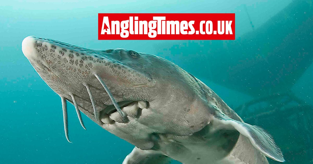 Britain to create ‘safe space’ for sturgeon | Angling Times