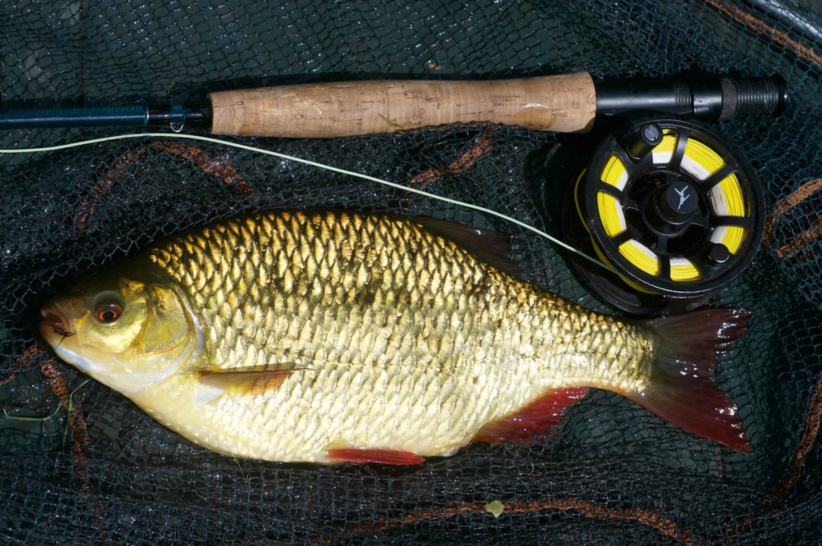 Fishing near me: Where to catch your first 2lb rudd | Angling Times